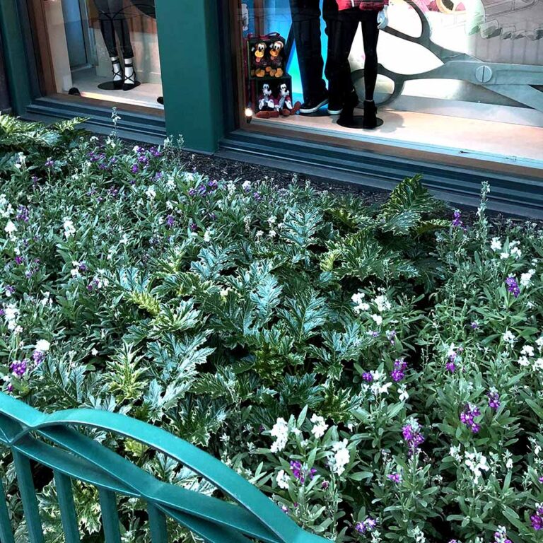 Acanthus ‘Whitewater’ | TERRA NOVA® Nurseries, Inc.