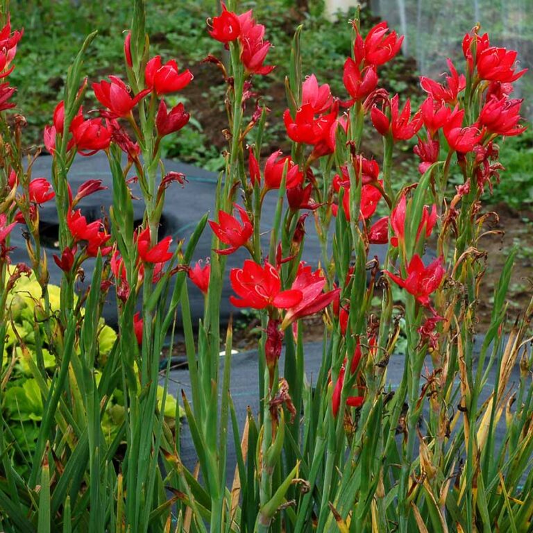 Hesperantha ROULETTE™ ‘Red’ | TERRA NOVA® Nurseries, Inc.