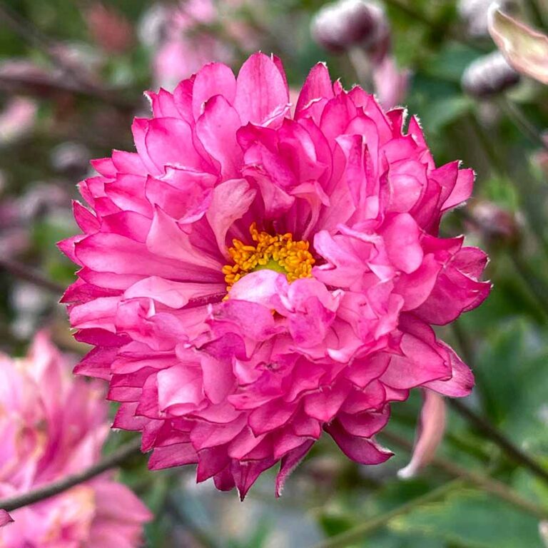 Anemone PUFF® ‘Pink’ | TERRA NOVA® Nurseries, Inc.