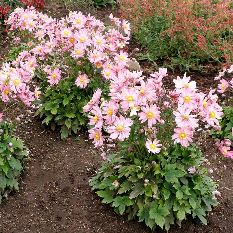 Anemone SATIN DOLL™ ‘Glow’ | TERRA NOVA® Nurseries, Inc.