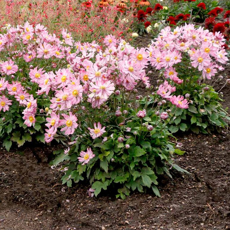 Anemone SATIN DOLL™ ‘Glow’ | TERRA NOVA® Nurseries, Inc.