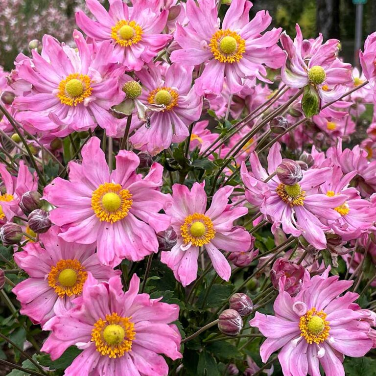 Anemone SATIN DOLL™ ‘Glow’ | TERRA NOVA® Nurseries, Inc.