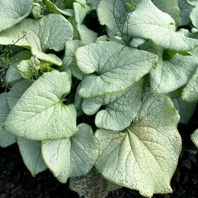 Brunnera ‘Alexandria’ | TERRA NOVA® Nurseries, Inc.