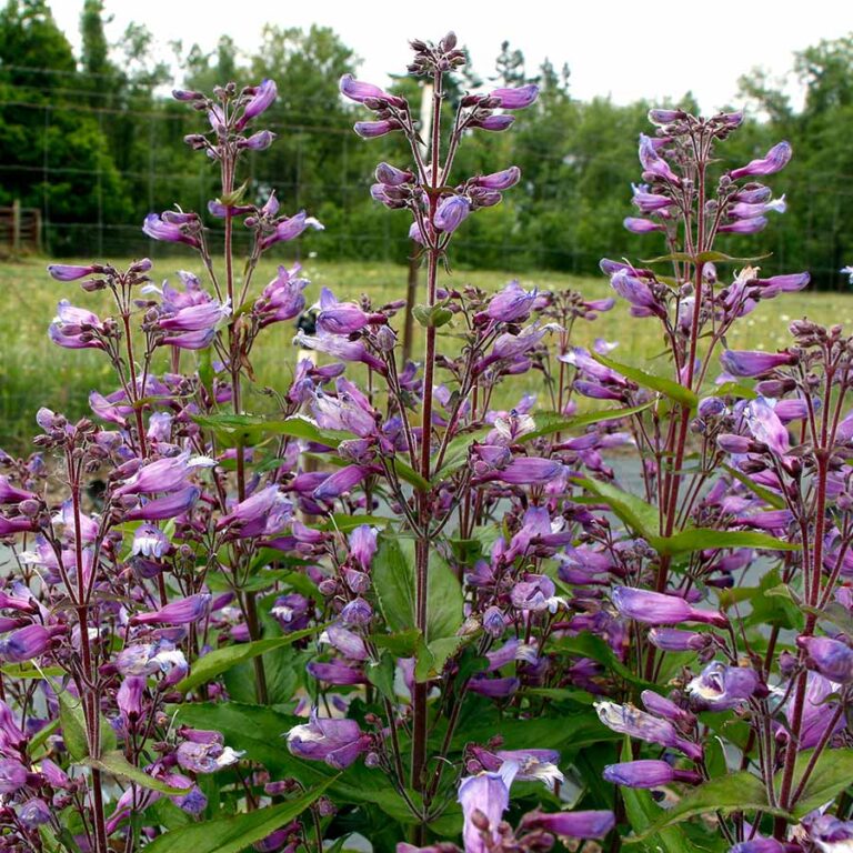Penstemon NOVA® ‘Twilight’ | TERRA NOVA® Nurseries, Inc.