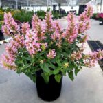 Agastache ‘Pink Pearl’ | TERRA NOVA® Nurseries, Inc.