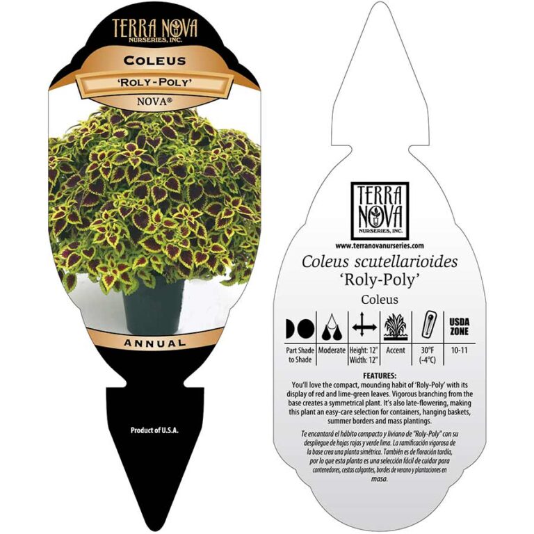 Coleus NOVA® ‘Roly-Poly’ | TERRA NOVA® Nurseries, Inc.
