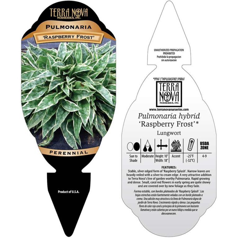 Pulmonaria ‘Raspberry Frost’ | TERRA NOVA® Nurseries, Inc.