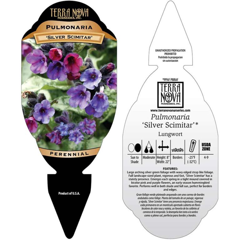 Pulmonaria ‘Silver Scimitar’ | TERRA NOVA® Nurseries, Inc.