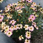 Coreopsis NOVA® ‘Jewel’ | TERRA NOVA® Nurseries, Inc.