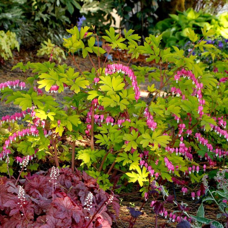 Dicentra ‘Gold Heart’ | TERRA NOVA® Nurseries, Inc.