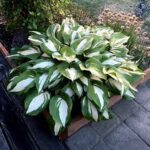 Hosta ‘Raspberry Sundae’ | TERRA NOVA® Nurseries, Inc.