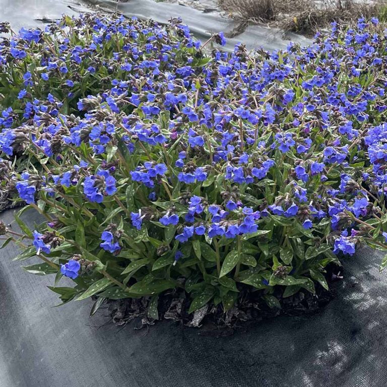 Pulmonaria NOVA® ‘Cobalt’ | TERRA NOVA® Nurseries, Inc.