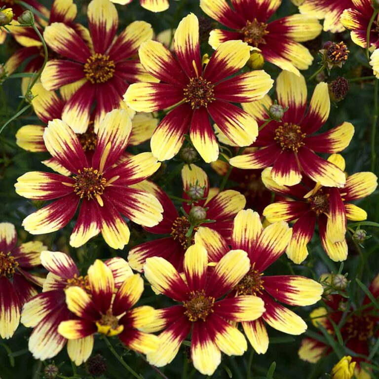 Coreopsis SUNSTAR™ ‘Gold’ | TERRA NOVA® Nurseries, Inc.