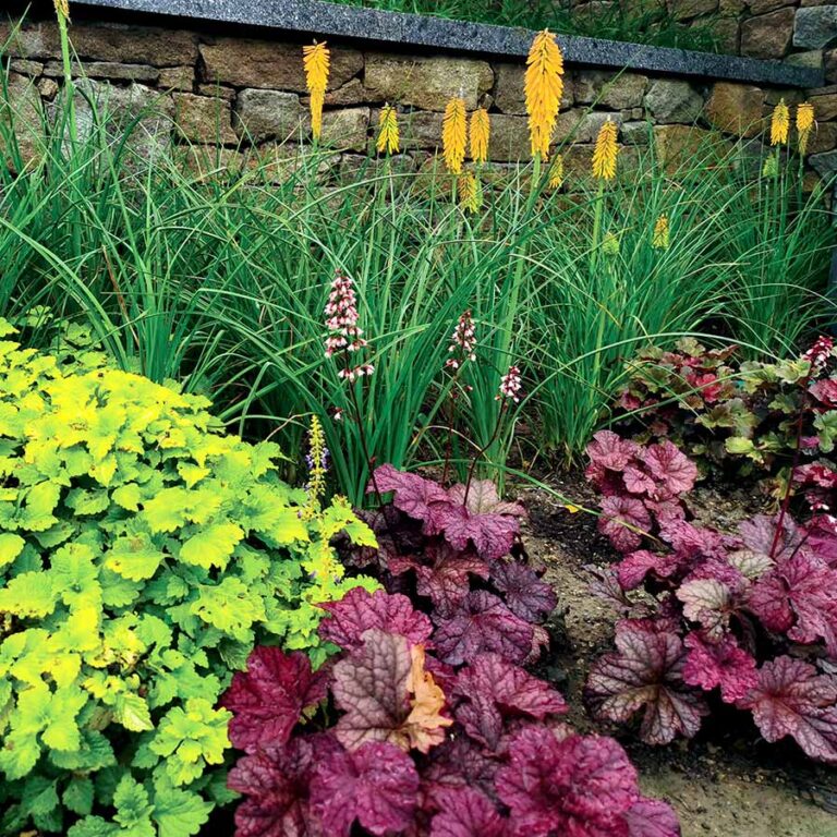 Heuchera ‘Rio’ | TERRA NOVA® Nurseries, Inc.