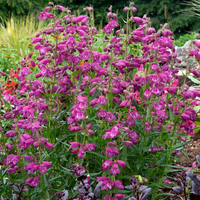 Penstemon HARLEQUIN™ Series | TERRA NOVA® Nurseries, Inc.