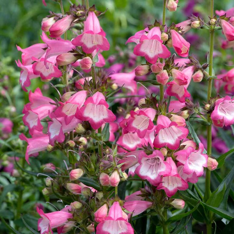 Penstemon HARLEQUIN™ ‘Pink’ | TERRA NOVA® Nurseries, Inc.
