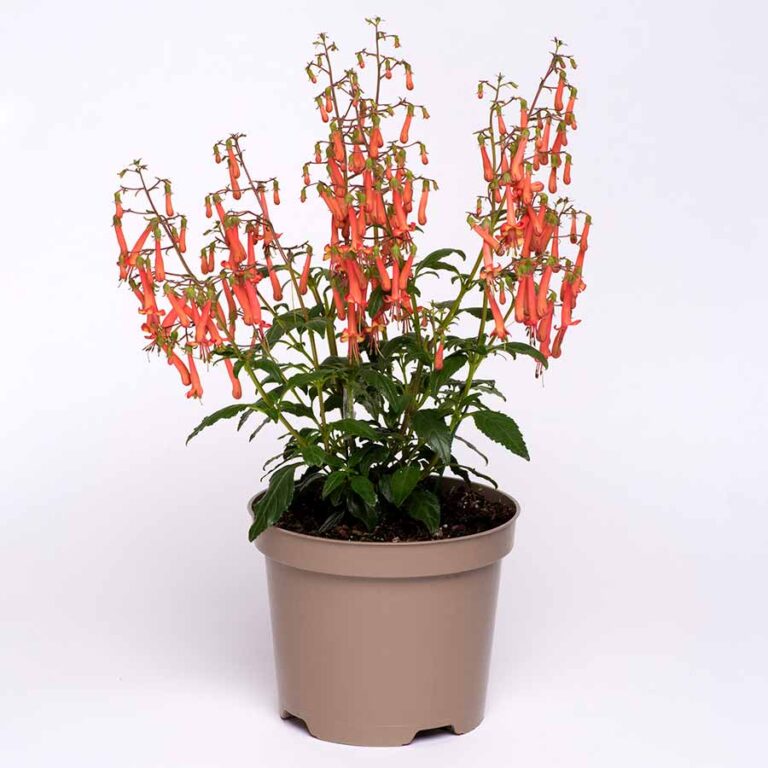 Phygelius COLORBURST™ ‘Orange’ | TERRA NOVA® Nurseries, Inc.