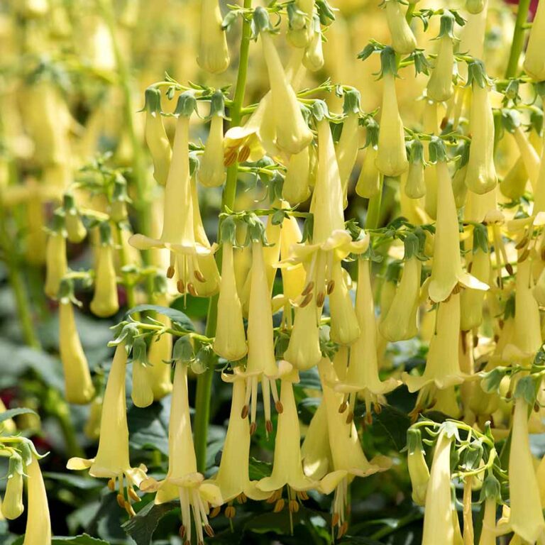 Phygelius COLORBURST™ ‘Yellow’ | TERRA NOVA® Nurseries, Inc.