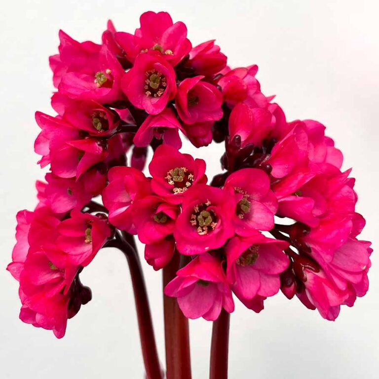 Bergenia VINTAGE™ ‘Rose’ | TERRA NOVA® Nurseries, Inc.
