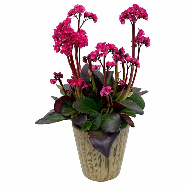 Bergenia VINTAGE™ ‘Rose’ | TERRA NOVA® Nurseries, Inc.