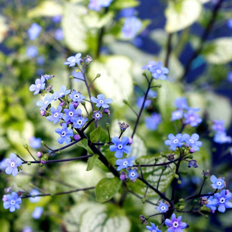 Brunnera ‘Alexandria’ | TERRA NOVA® Nurseries, Inc.