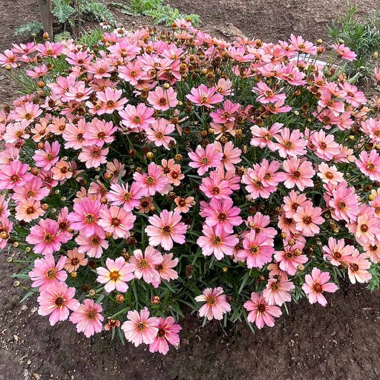 Coreopsis | TERRA NOVA® Nurseries, Inc.