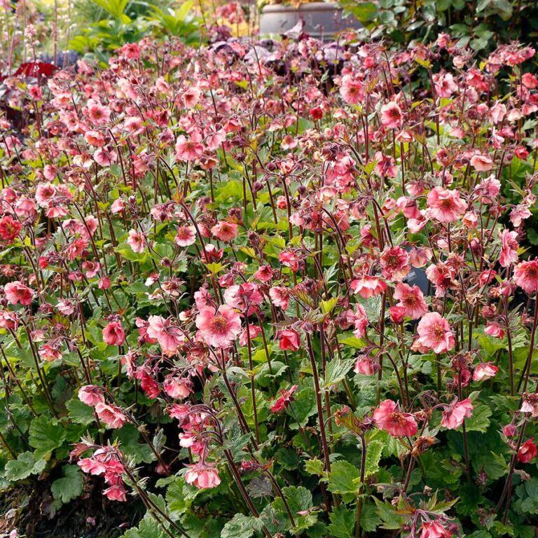 Geum TEMPO™ ‘Rose’ | TERRA NOVA® Nurseries, Inc.