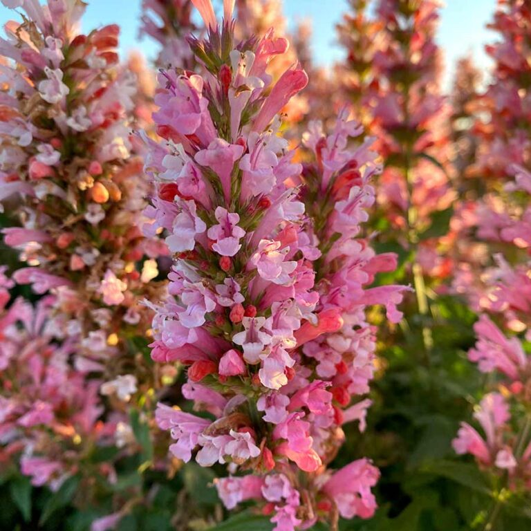 Agastache ‘Pink Pearl’ | TERRA NOVA® Nurseries, Inc.