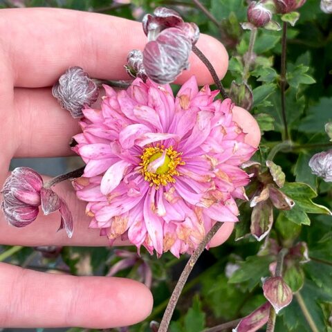 Anemone PUFF® ‘Pink’ | TERRA NOVA® Nurseries, Inc.