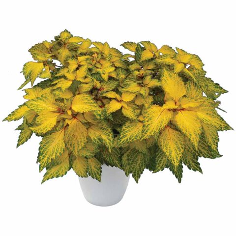 Coleus ‘Solar Flare’ | TERRA NOVA® Nurseries, Inc.