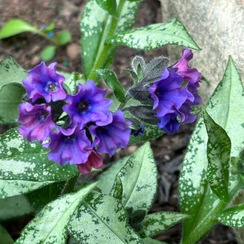 Pulmonaria ‘Silver Scimitar’ | TERRA NOVA® Nurseries, Inc.