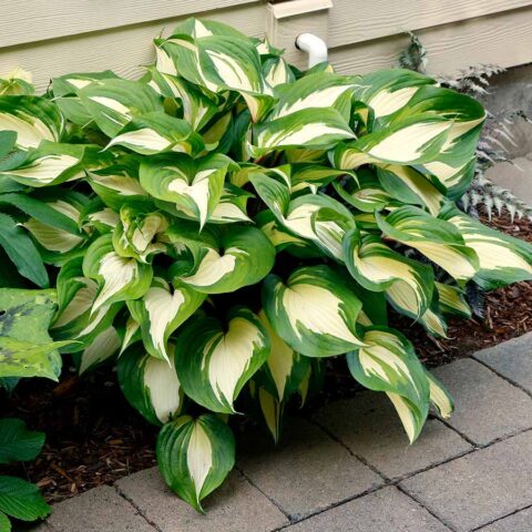 Hosta ‘Raspberry Sundae’ | TERRA NOVA® Nurseries, Inc.