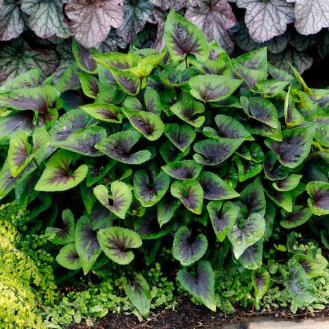 Viola ‘Heartthrob’ | TERRA NOVA® Nurseries, Inc.