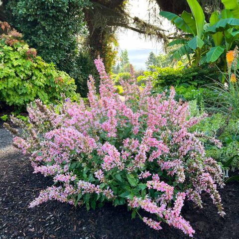Agastache ‘Pink Pearl’ | TERRA NOVA® Nurseries, Inc.