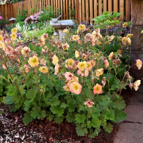 Geum PRETTICOATS™ ‘Peach’ | TERRA NOVA® Nurseries, Inc.