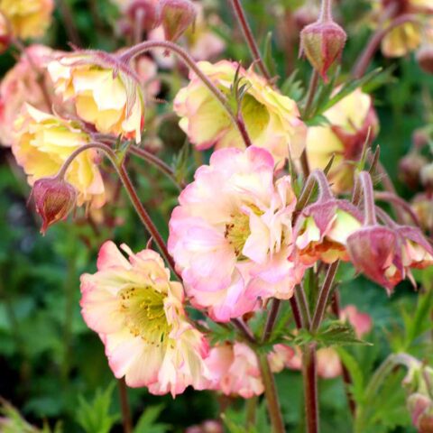 Geum PRETTICOATS™ ‘Peach’ | TERRA NOVA® Nurseries, Inc.