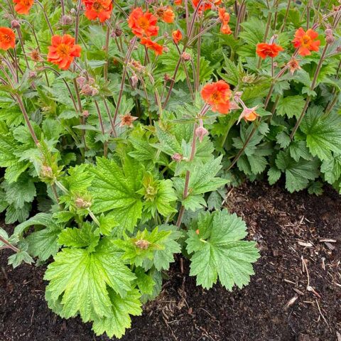Geum RUSTICO™ ‘Orange’ | TERRA NOVA® Nurseries, Inc.
