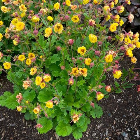 Geum TEMPO™ ‘Yellow’ | TERRA NOVA® Nurseries, Inc.