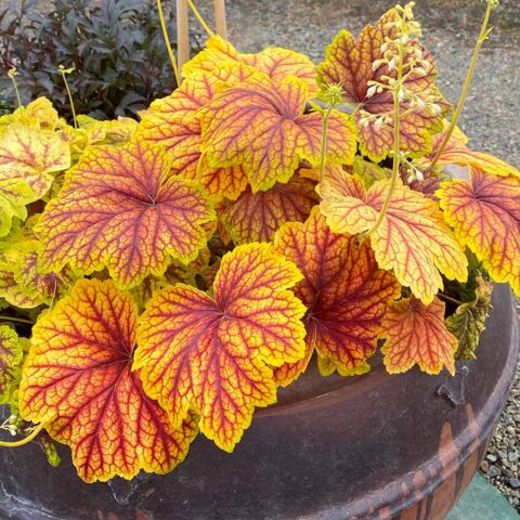 Heuchera ‘Red Lightning’ | TERRA NOVA® Nurseries, Inc.