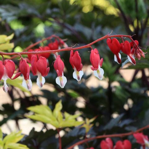 Dicentra ‘Ruby Gold’ | TERRA NOVA® Nurseries, Inc.
