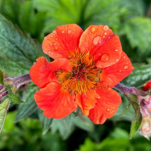 Geum RUSTICO™ ‘Orange’ | TERRA NOVA® Nurseries, Inc.