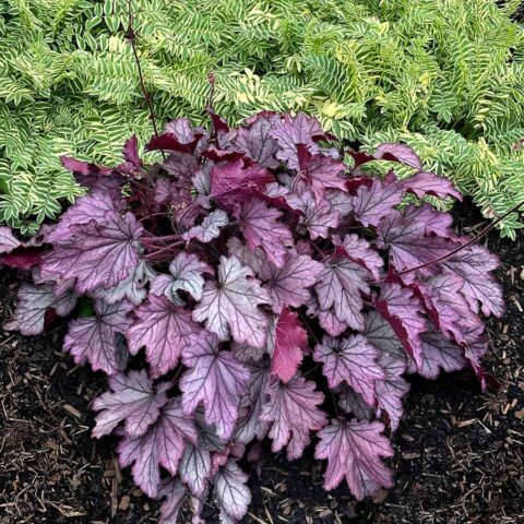 Heuchera ‘Spellbound’ | TERRA NOVA® Nurseries, Inc.