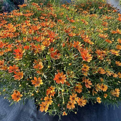 Coreopsis NOVA® ‘Amber’ | TERRA NOVA® Nurseries, Inc.