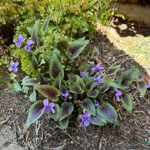 Viola ‘Heartthrob’ | TERRA NOVA® Nurseries, Inc.