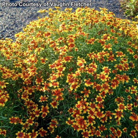 Coreopsis SUNSTAR™ ‘Orange’ | TERRA NOVA® Nurseries, Inc.