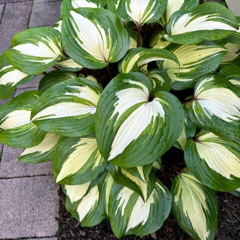 Hosta ‘Raspberry Sundae’ | TERRA NOVA® Nurseries, Inc.