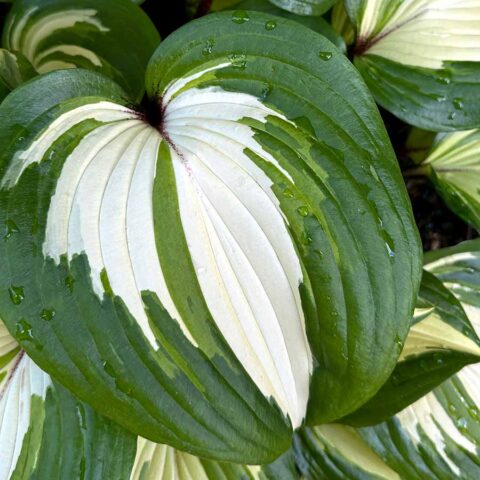 Hosta ‘Raspberry Sundae’ | TERRA NOVA® Nurseries, Inc.