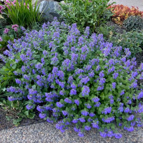 Nepeta NOVA® ‘Blue’ | TERRA NOVA® Nurseries, Inc.